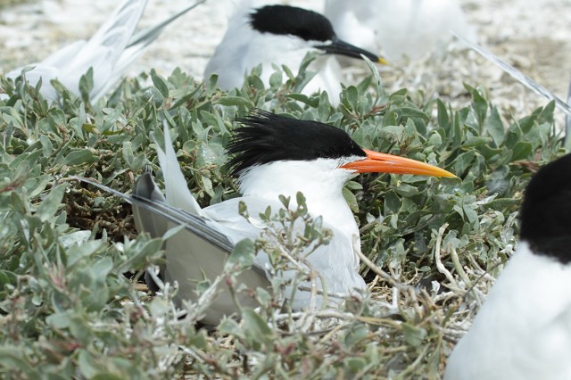 Occurrence of multiple Elegant Terns confirmed in Western Europe ...
