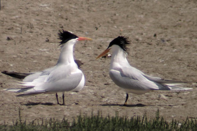 Occurrence of multiple Elegant Terns confirmed in Western Europe ...