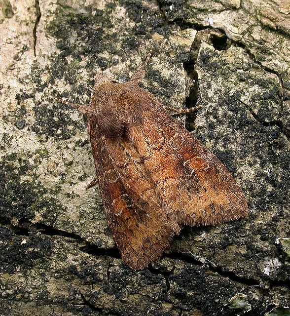 Moths in special habitats: Scottish Highland woodlands - BirdGuides