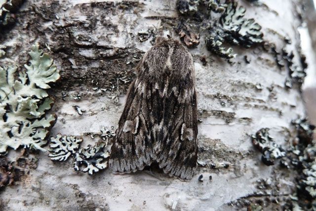 Moth News: Early Spring 2013 - BirdGuides