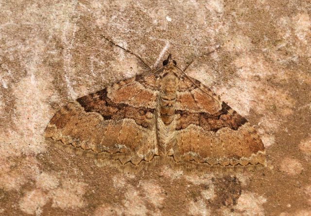 Moth News: Early Spring 2013 - BirdGuides