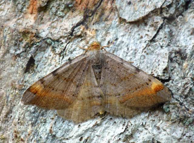 Moths of the season: Late Summer - BirdGuides