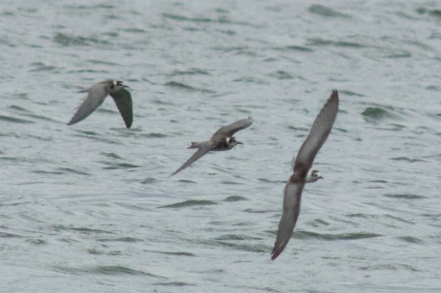 Review of the Week: 27th August-2nd September 2009 - BirdGuides