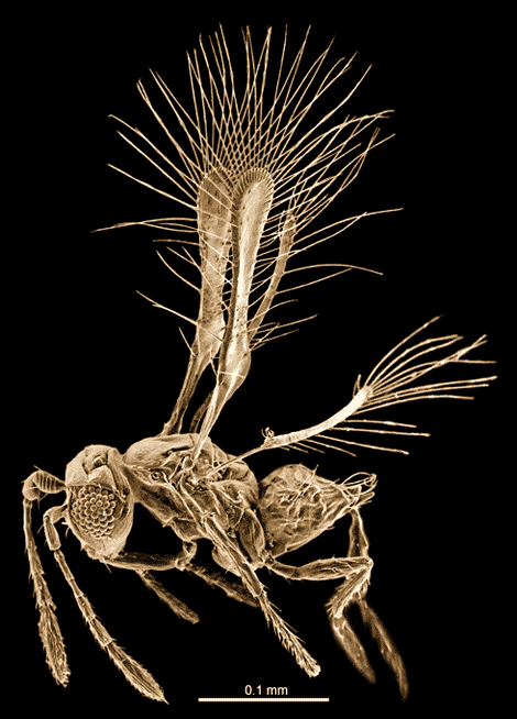 Tinkerbella nana, a new species of fairyfly - BirdGuides