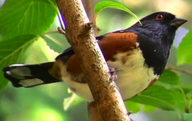 Oregon - land of the Tufted Puffin - BirdGuides