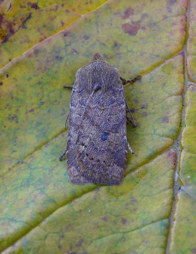 Moths of the season: Challenging chestnuts - BirdGuides