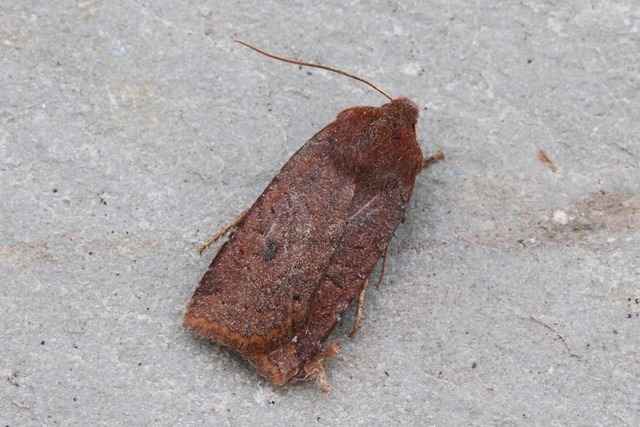 Moths of the season: Challenging chestnuts - BirdGuides