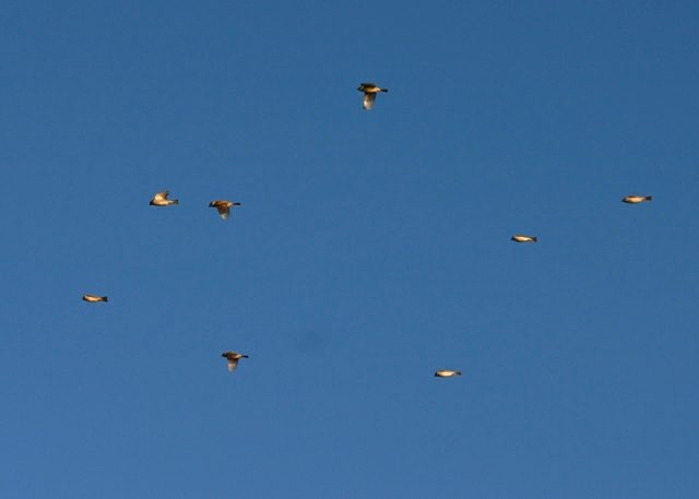 The Joys of Visible Migration! - BirdGuides