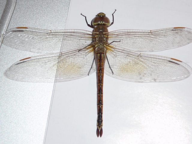 Rarity finders: Vagrant Emperor, Pembrokeshire - BirdGuides