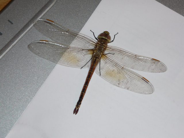 Rarity finders: Vagrant Emperor, Pembrokeshire - BirdGuides