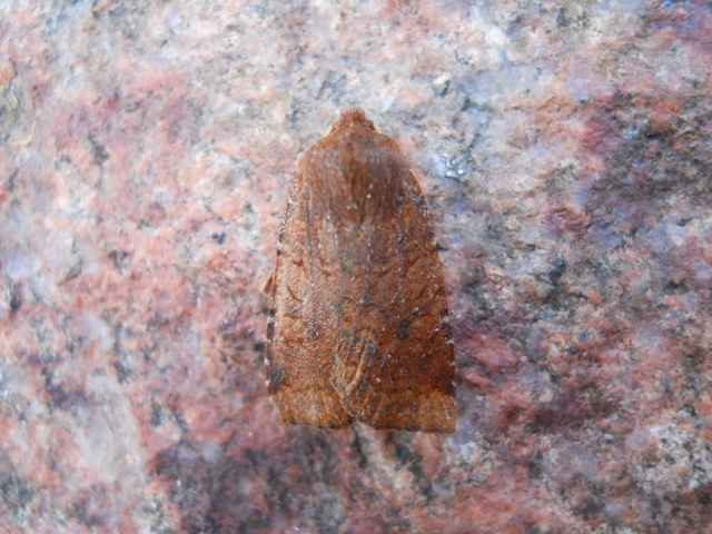 Moths of the season: Challenging chestnuts - BirdGuides