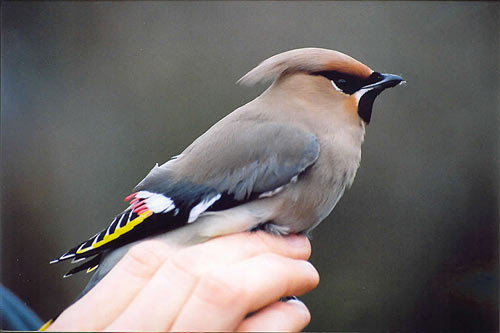 Colour-ringed Waxwings - BirdGuides