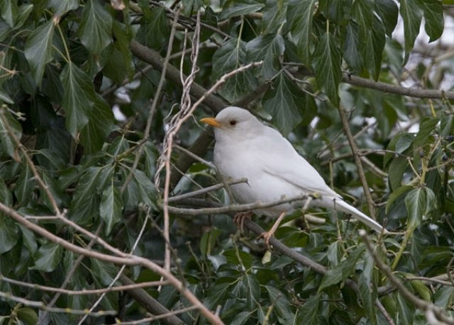 The 'Whitebird' - BirdGuides