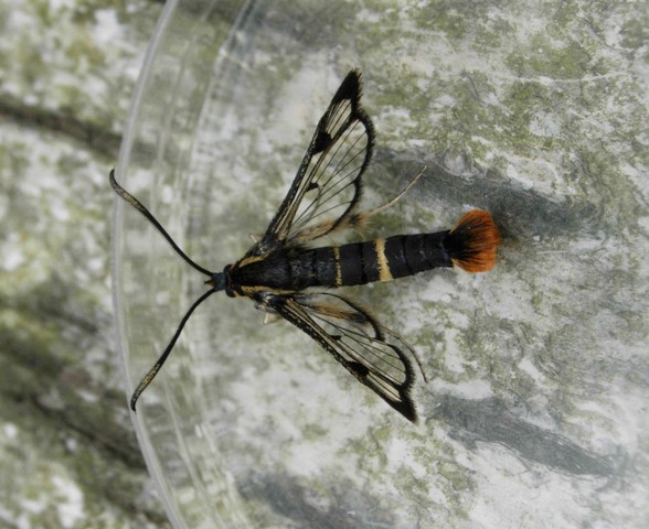 Moth News: June update - BirdGuides