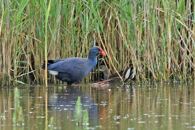 Rarity finders: Western Swamphen at Minsmere - BirdGuides