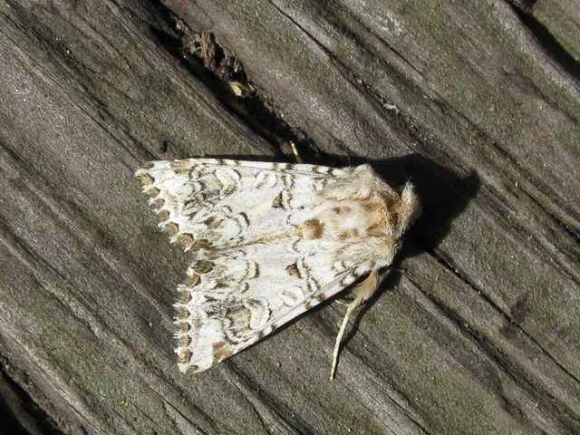 Moths in special habitats: Coastal shingle - BirdGuides