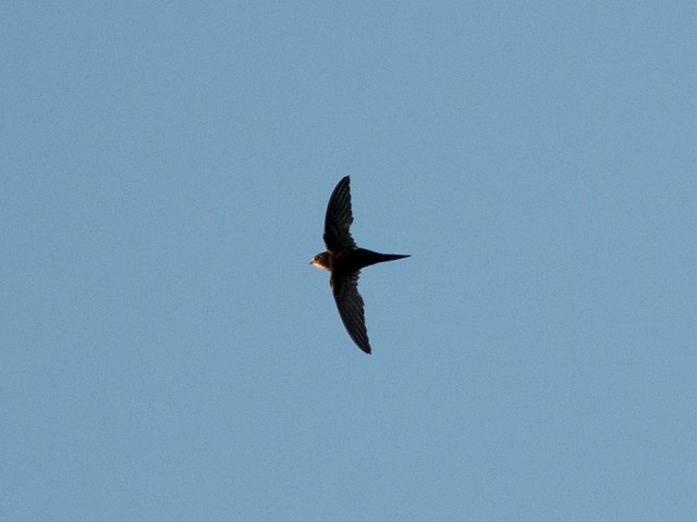 Portugal - the Centro region - BirdGuides