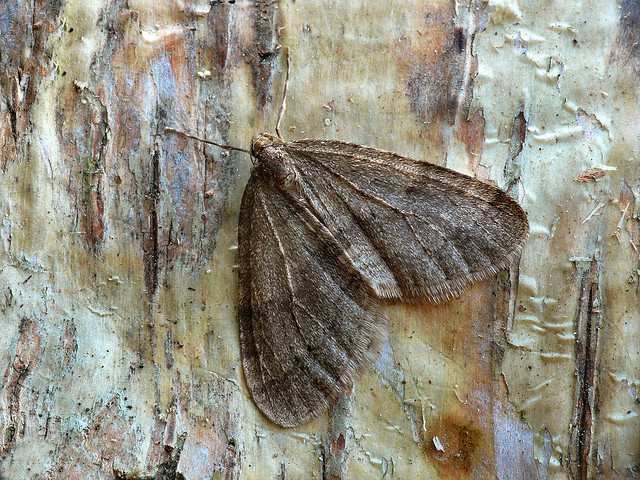 Moths of the season: Autumn - BirdGuides