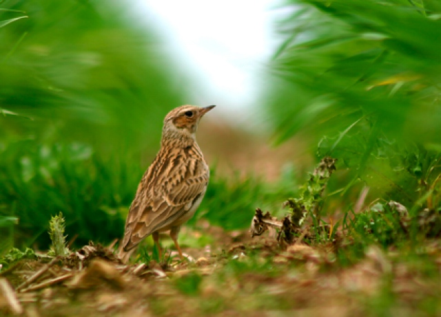 Birding the New Forest in late spring and summer - BirdGuides