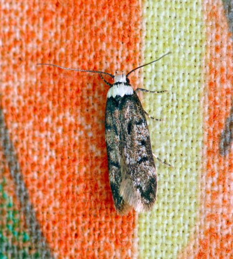 Moths of the season: mid-April to mid-May - BirdGuides