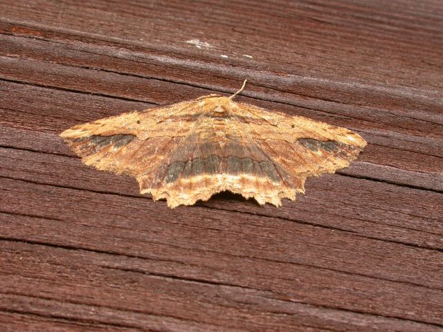 Moths of the season: mid-April to mid-May - BirdGuides