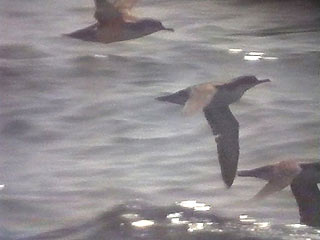 Focus On: Identifying Yelkouan Shearwaters - BirdGuides