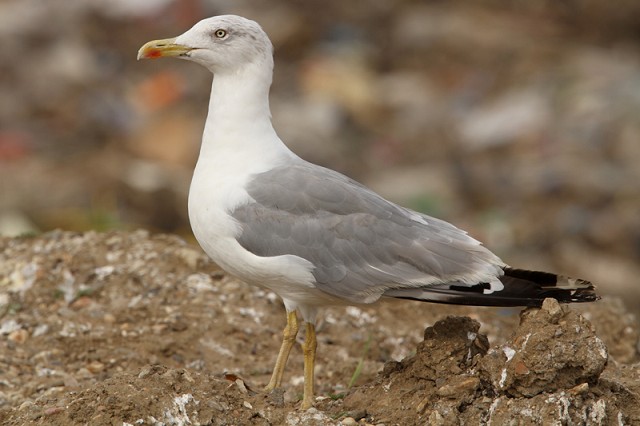 Focus on: summer Yellow-legged Gulls - BirdGuides