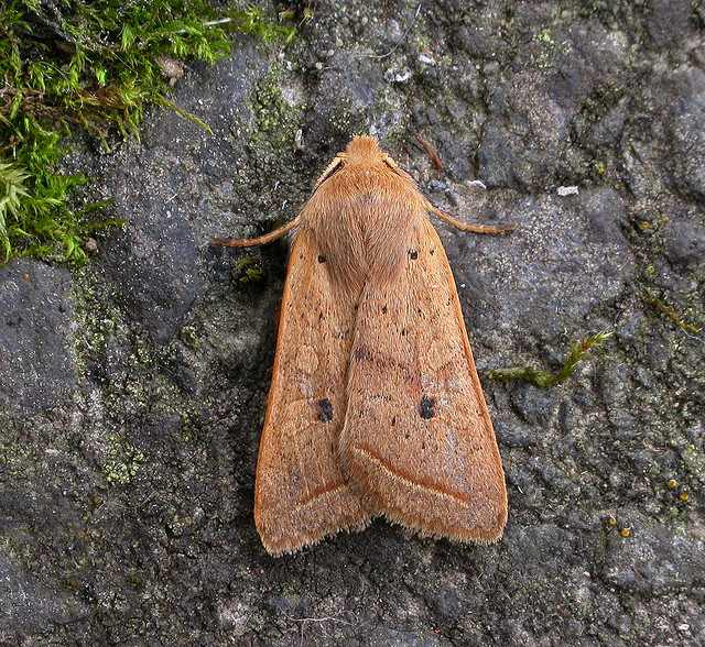 Moths of the season: Autumn - BirdGuides
