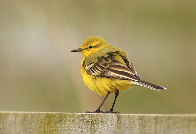 Filey Recommended - four years on the front-line of an east coast patch ...