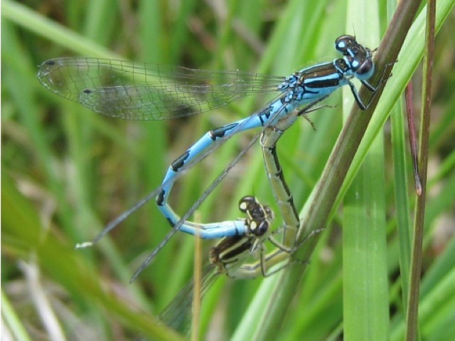 New habitat created for damsels in distress - BirdGuides