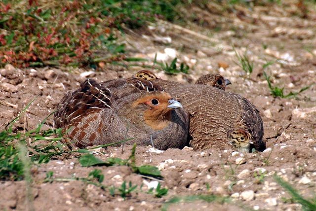 Farmland birds reach their lowest point in England - BirdGuides