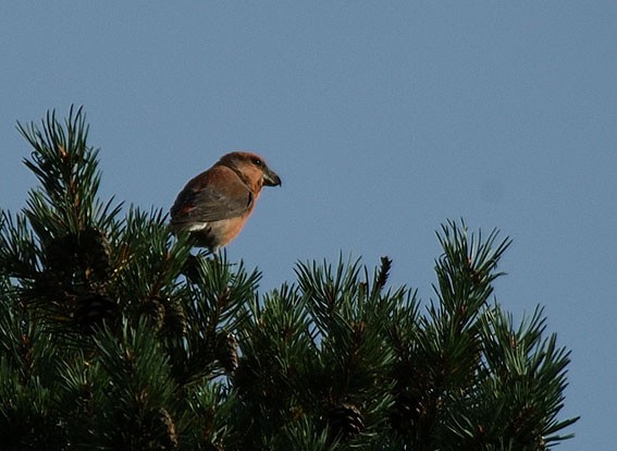 RSPB uncrosses the Scottish Crossbill debate - BirdGuides