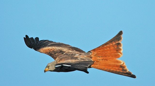 A Kite's Tail - The Northern Kites Project - BirdGuides