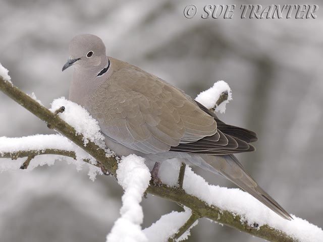 What's in your garden? - BirdGuides