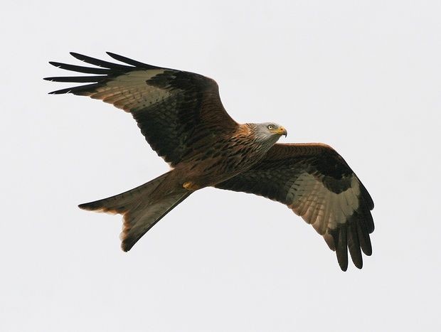 A Kite's Tail - The Northern Kites Project - BirdGuides