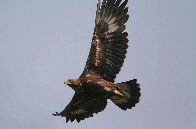 Golden Eagle Viewing Scheme: A First For Scotland - BirdGuides