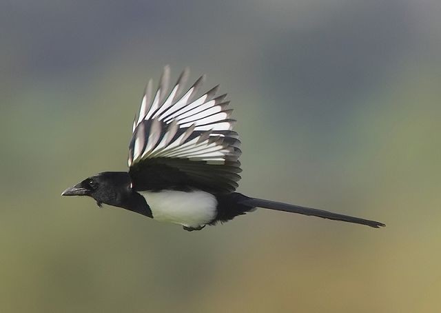 What's in your garden? - BirdGuides