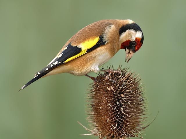 What's in your garden? - BirdGuides