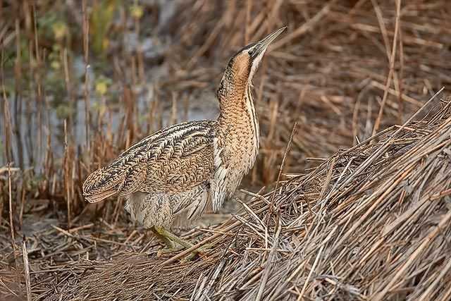 Bittern monitoring in 2007 - BirdGuides