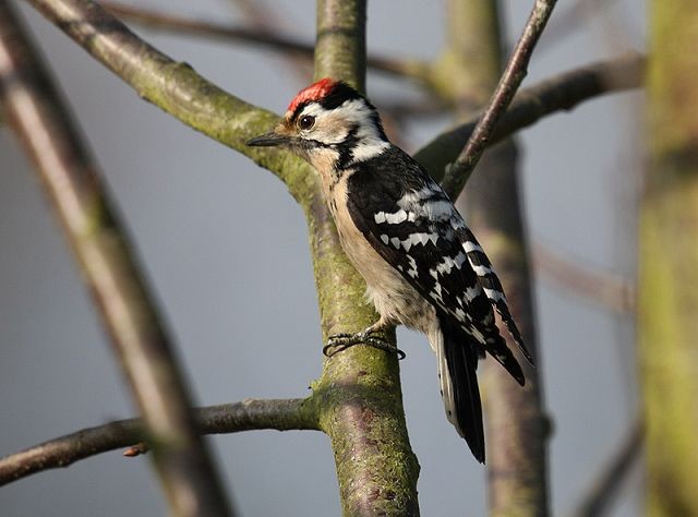 Partridge in a pear tree, but for how much longer? - BirdGuides