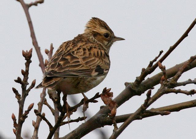 Boom in Woodlarks Prompts Return to Farmland - BirdGuides