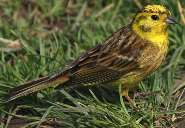 Press Release Saving Old Villages Helps Save Farmland Birds
