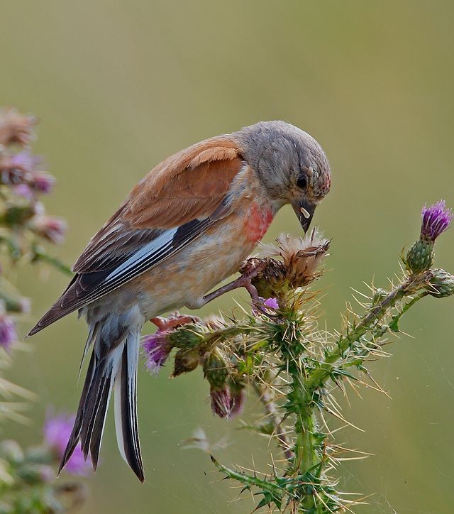 Farmland birds reach their lowest point in England - BirdGuides