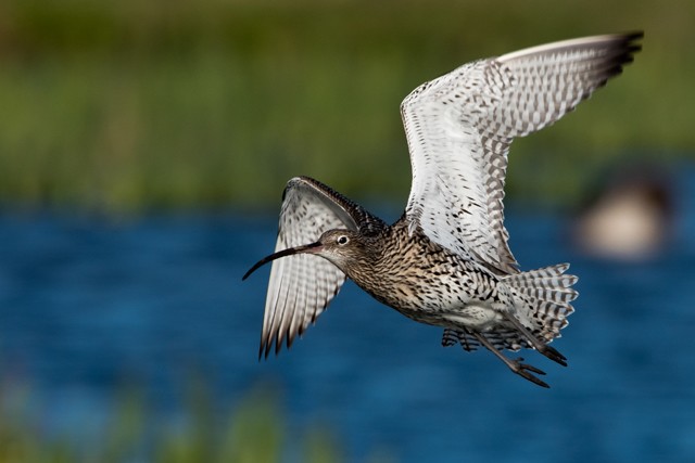 The Curlew Walk - 500 miles for curlews - BirdGuides