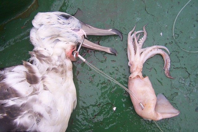 Donations urgently needed for Hookpod device to end albatross bycatch ...
