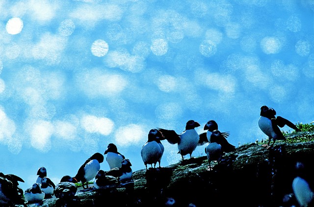 Help save Puffins with your photos - BirdGuides