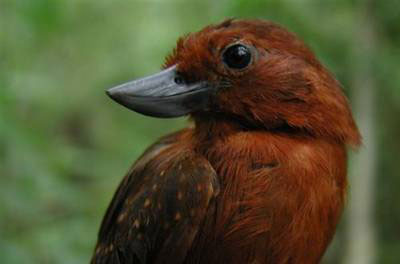 Rediscovering the 'Smiling Bird' - BirdGuides