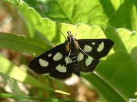 National Moth Night: 10 years of change - BirdGuides