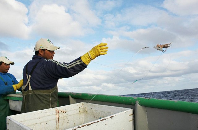 Donations urgently needed for Hookpod device to end albatross bycatch ...