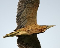 Boom in Bittern numbers - BirdGuides